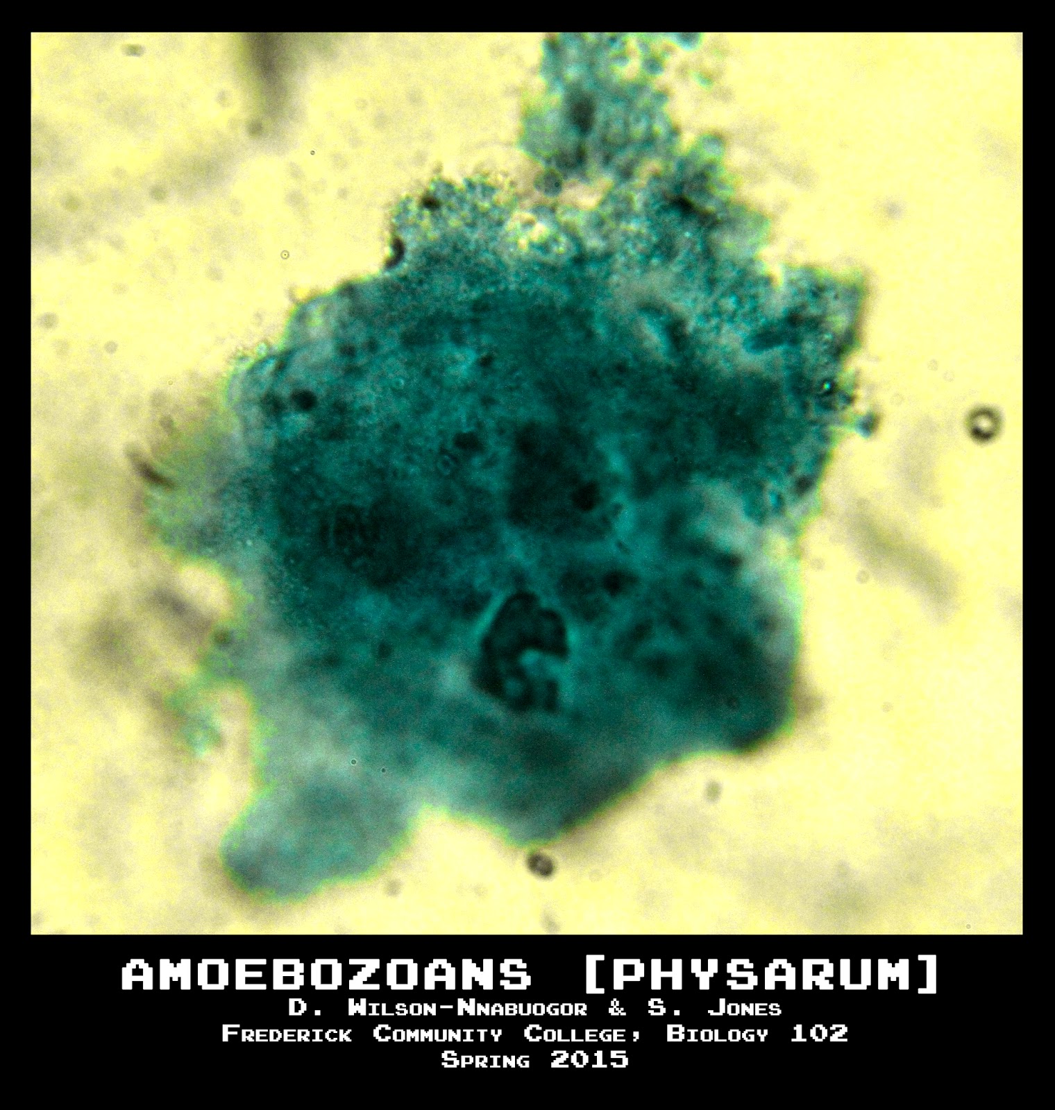 The Bio Inq.: Amoebozoans [Physarum]